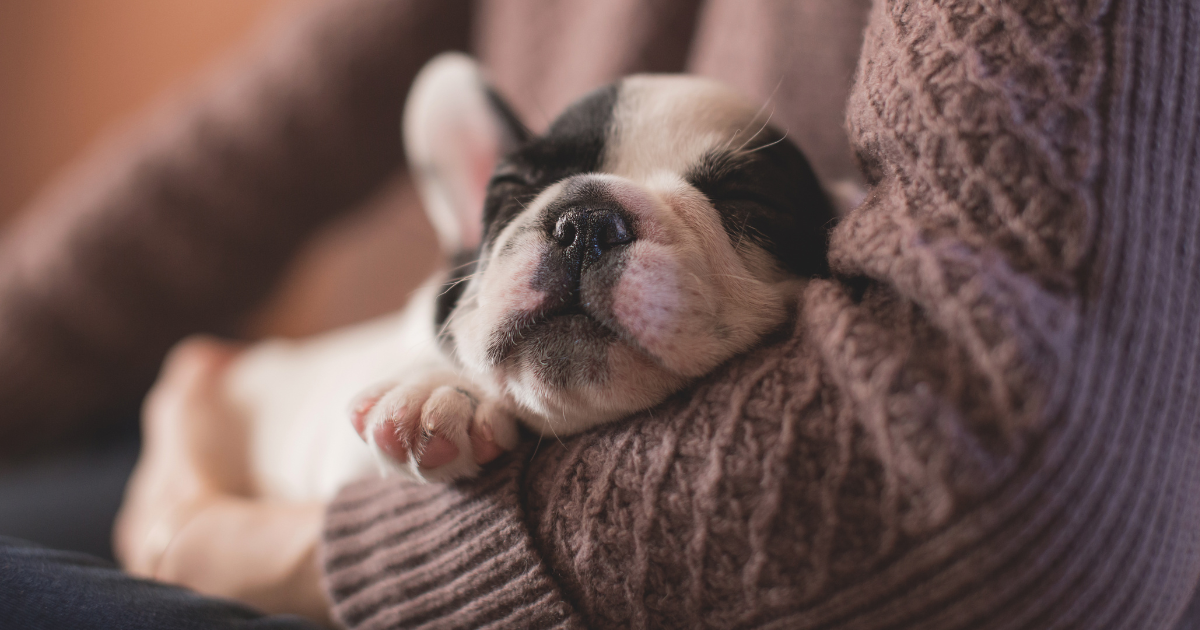 Bringing Home a New Puppy: Your Ultimate Guide to Preparation and Welc ...